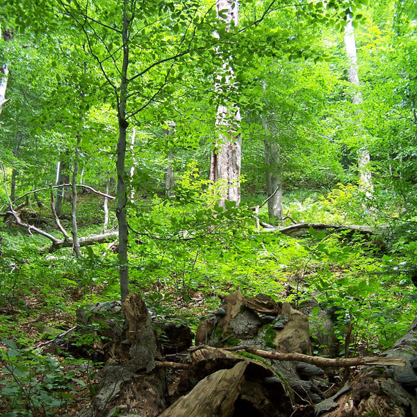 Carpathians Primeval Beech Forests, Slovakia Tourist Information