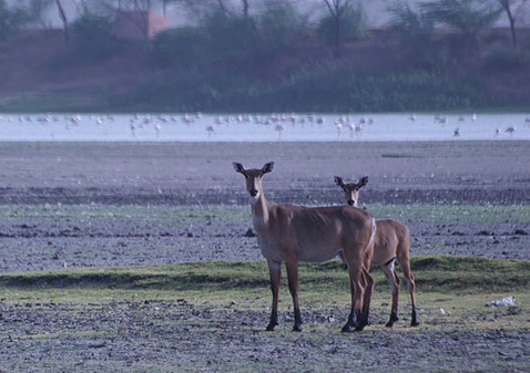 Thol Wildlife Sanctuary, Ahmedabad, India Tourist Information