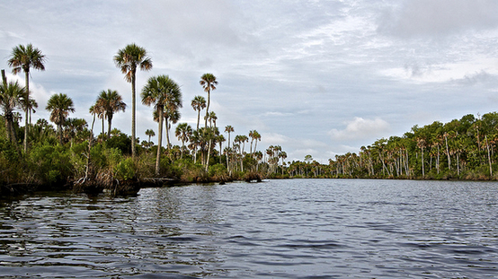 Tomoka River, United States Tourist Information
