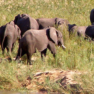 Manda National Park Chad