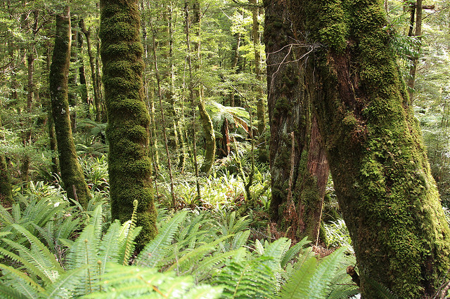 Waimana Valley, New Zealand Tourist Information