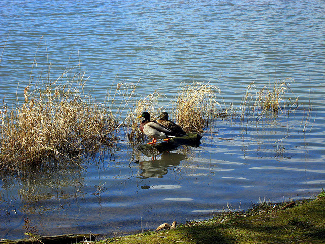 Walter Wirth Lake, Salem, United States Tourist Information