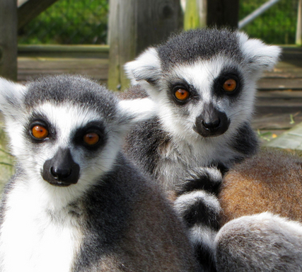 Magnetic Hill Zoo, Moncton, Canada Tourist Information