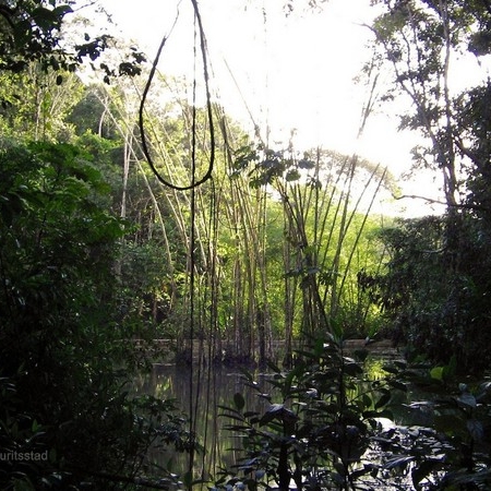 Atlantic Forest, Brazil Tourist Information